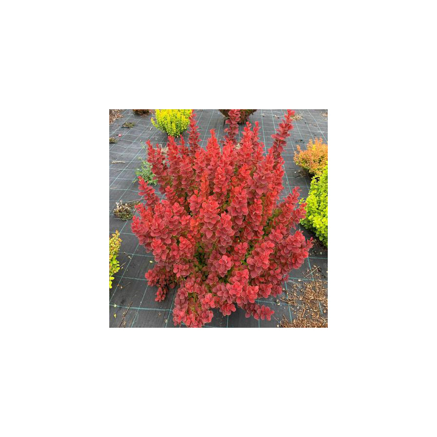 Berberis thunbergii 'Neon' – Japán borbolya