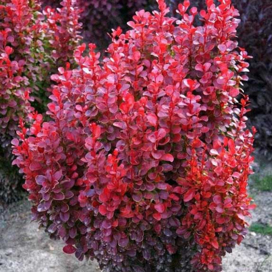 Berberis thunbergii 'Red Tower'® – Japán borbolya