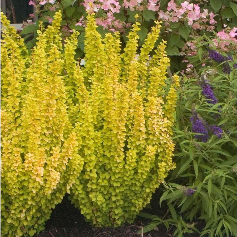 Berberis thumbergii 'Yellow Tower'® – Japán borbolya
