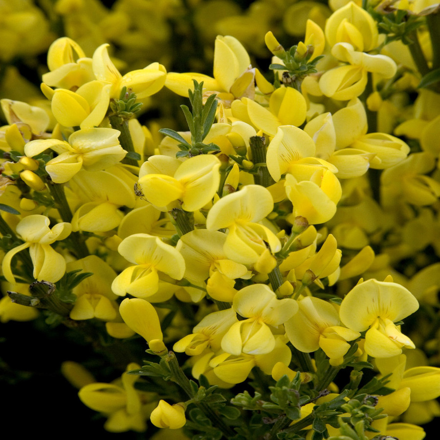 Cytisus praecox 'Allgold' – Zanót (sötétsárga)