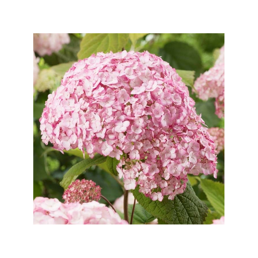 Hydrangea arborescens 'Candybelle Bubblegum' – Cserjés hortenzia