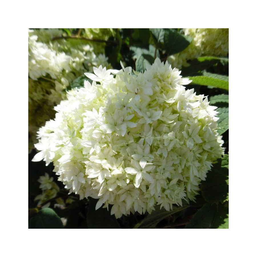 Hydrangea arborescens 'Hayes Starburst' – Cserjés hortenzia