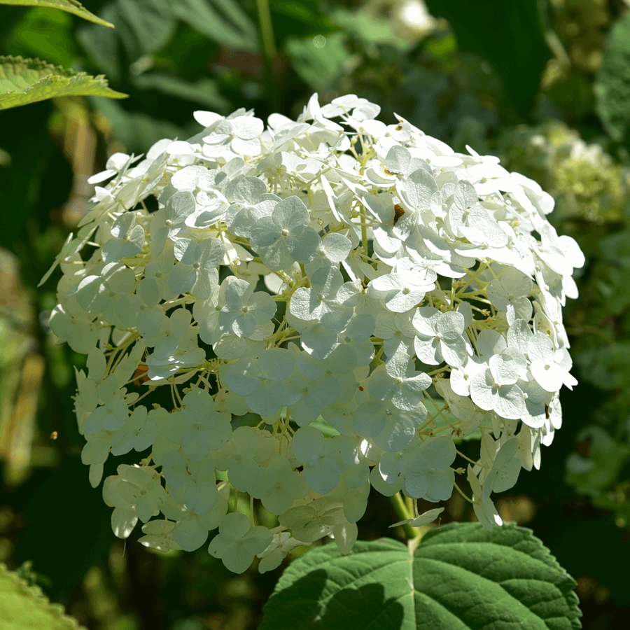 Hydrangea arborescens 'Strong Annabelle' – Fehér gömb virágú cserjés ...