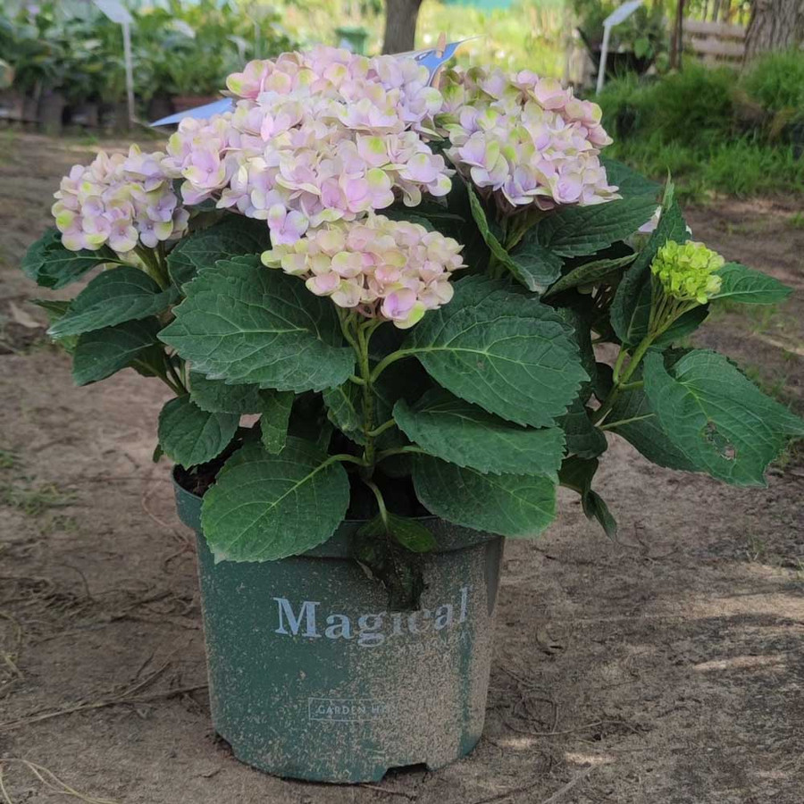 Hydrangea macrophylla 'Magical Revolution' – Kerti hortenzia