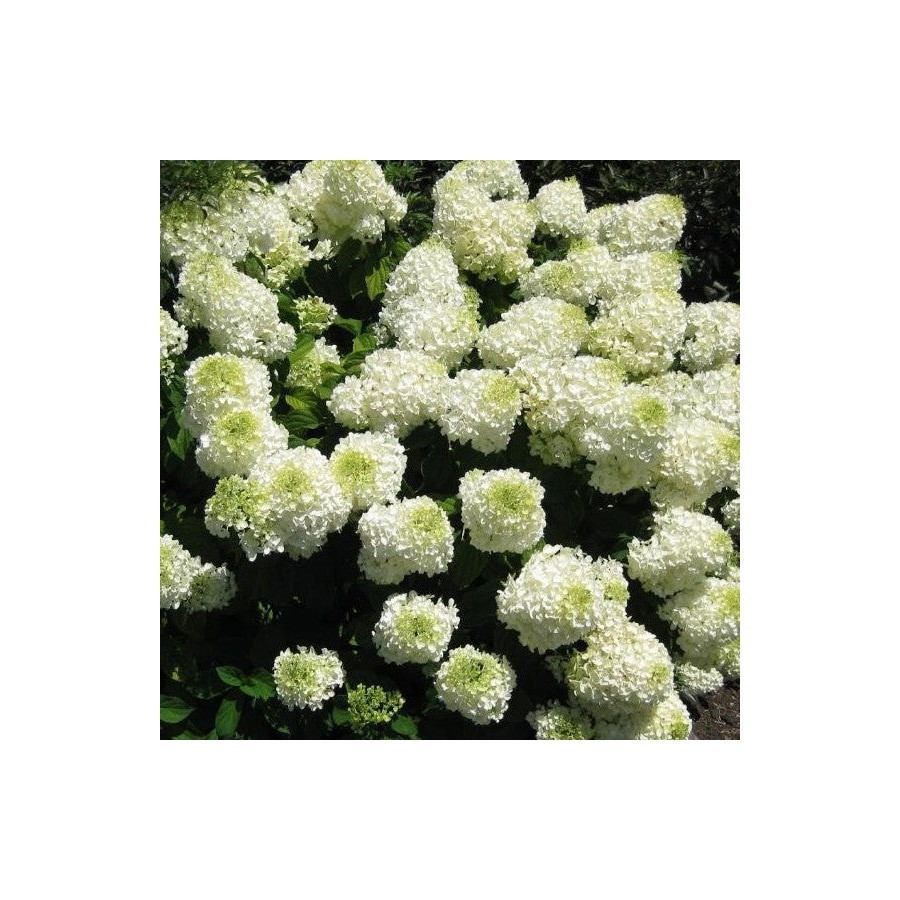 Hydrangea paniculata 'Bombshell' – Bugás hortenzia