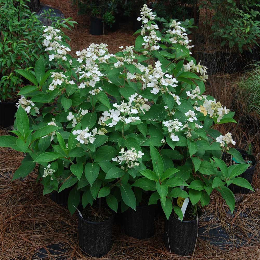 Hydrangea paniculata 'Dharuma' – Bugás hortenzia
