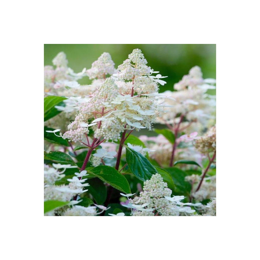 Hydrangea paniculata 'Early Harry' – Bugás hortenzia