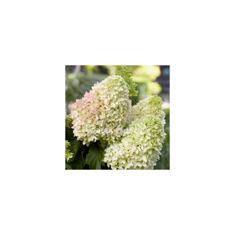 Hydrangea paniculata 'Little Fresco' – Bugás hortenzia