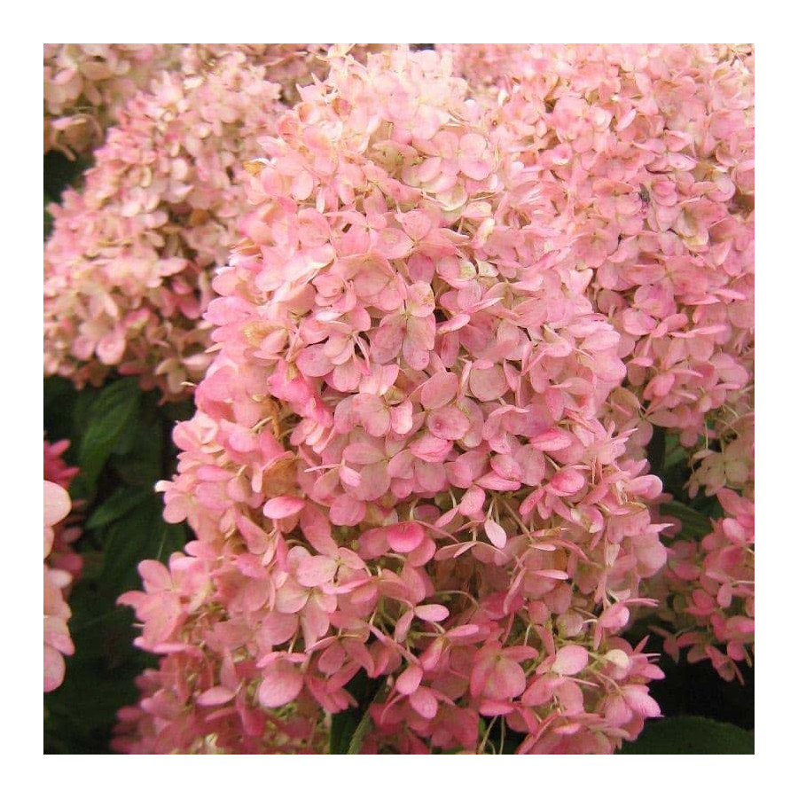 Hydrangea paniculata 'Magical Sweet Summer' – Bugás hortenzia
