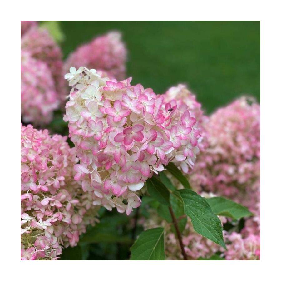 Hydrangea paniculata 'Pinkachu' – Bugás hortenzia