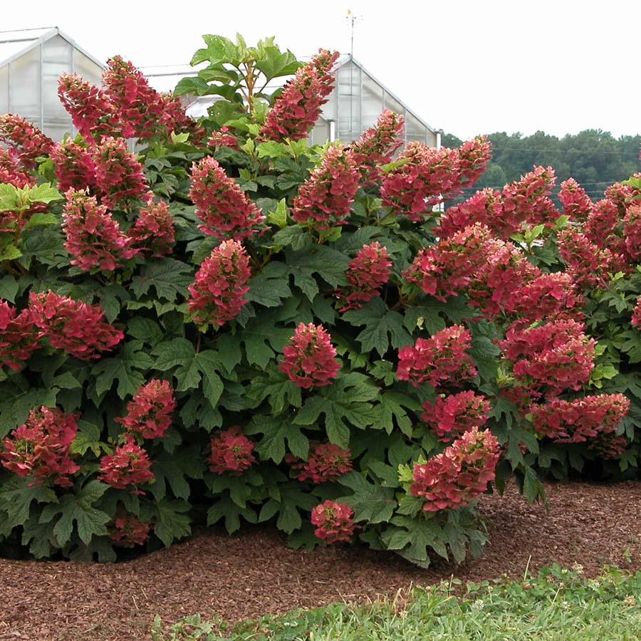 Hydrangea quercifolia 'Ruby Slippers®' – Tölgylevelű hortenzia