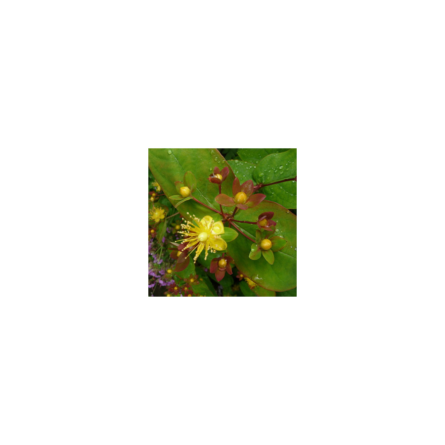 Hypericum inodorum 'Elstead' – Piros bogyós orbáncfű