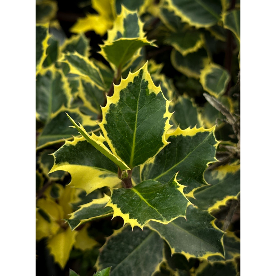 Ilex aquifolium 'Variegata' – Magyal