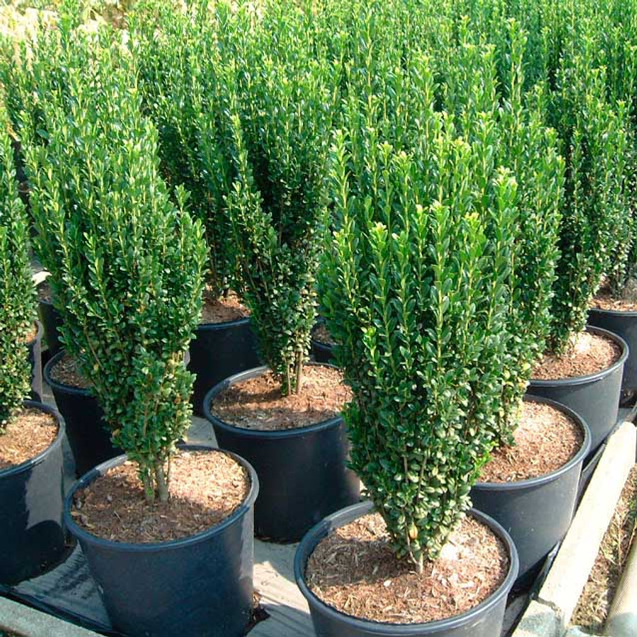 Ilex crenata 'Fastigiata' – Oszlopos magyal