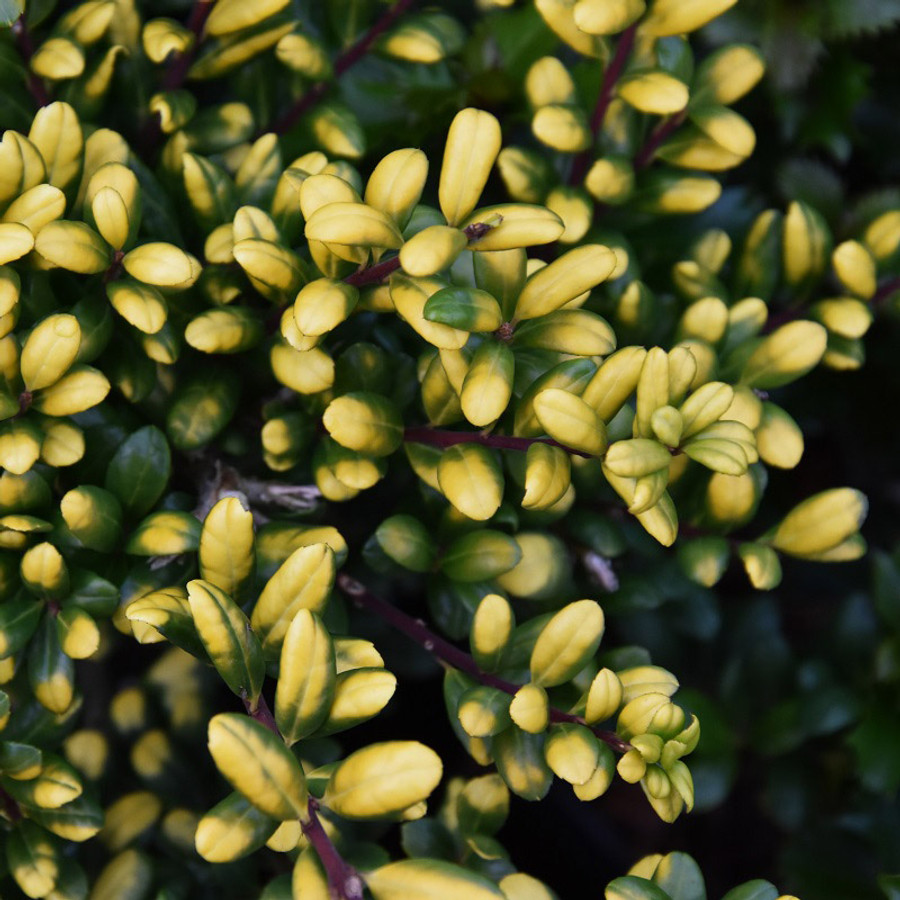 Ilex crenata 'Gold Tip' – Magyal