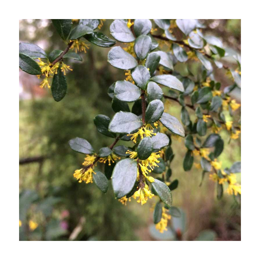 Azara microphylla – Chilei kislevelű vaníliafa