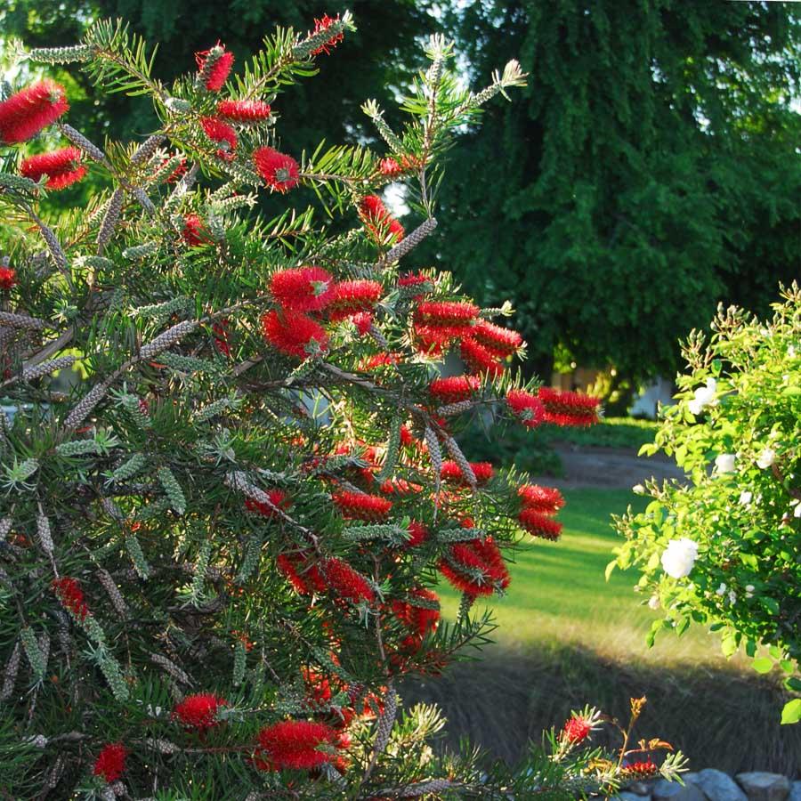 Callistemon rigidus – Kefevirág
