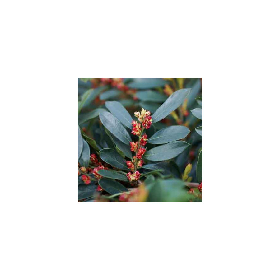 Distylium x 'Blue Cascade'