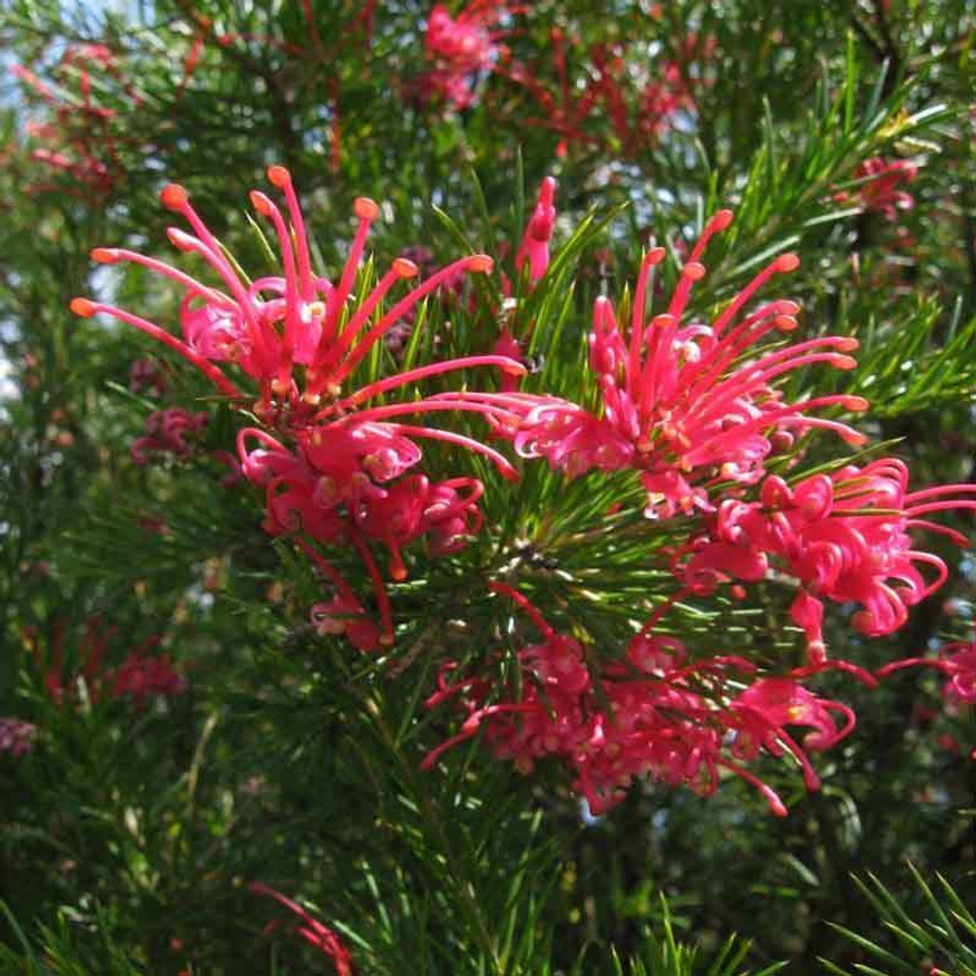 Grevillea 'Canberra Gem' – Pókvirág