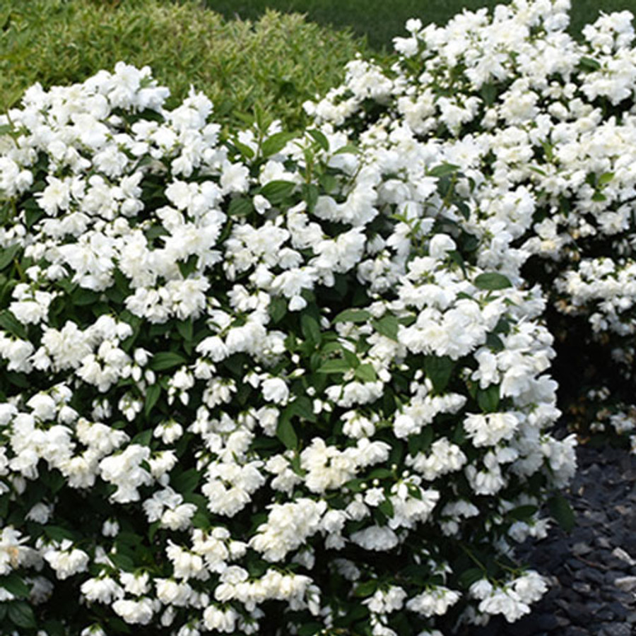 Philadelphus virginalis – Teltvirágú jezsámen