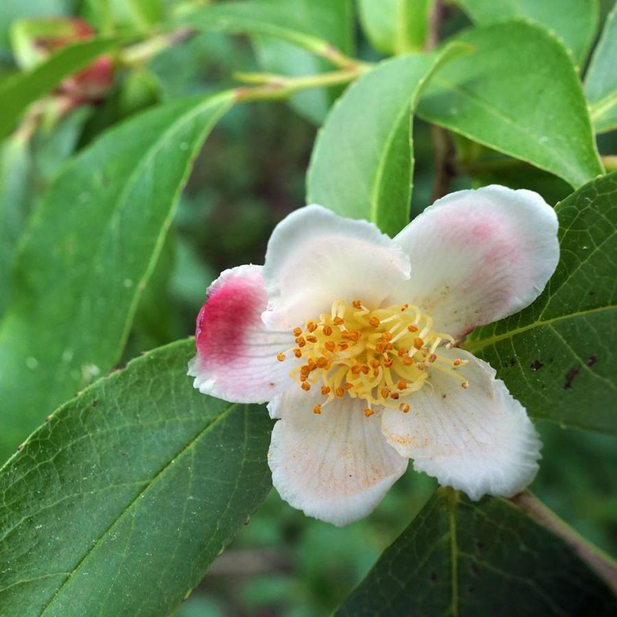 Stewartia rostrata