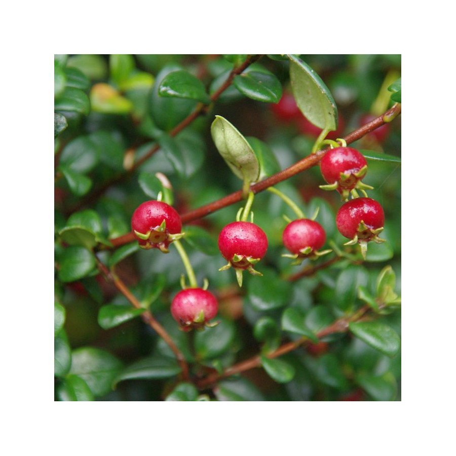 Ugni molinae 'Bella Berry' – Chilei mirtuszfa