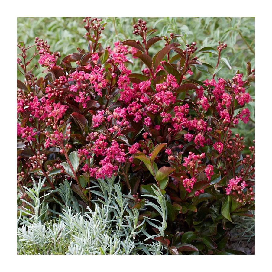 Lagerstroemia indica 'Berry Dazzle' – Kínai selyemmirtusz