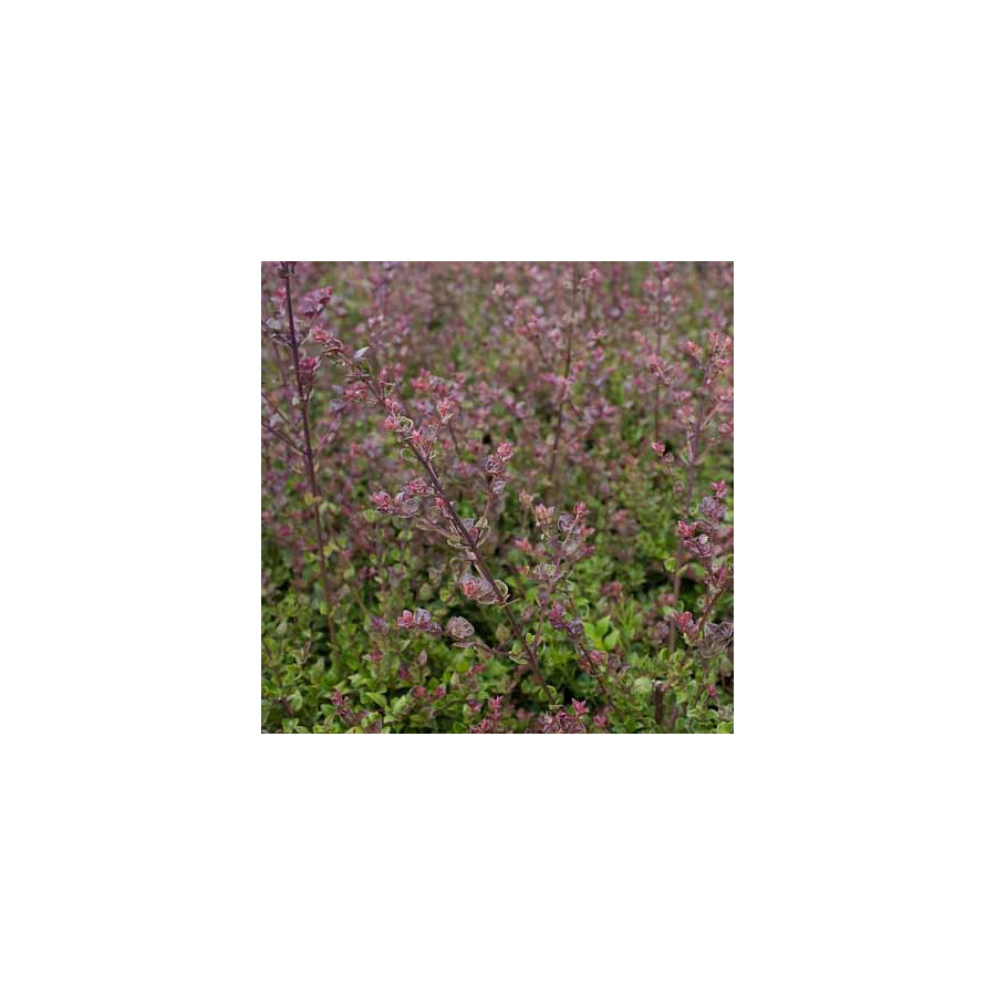 Lonicera nitida 'Red Tips' – Vörösen hajtó mirtuszlonc