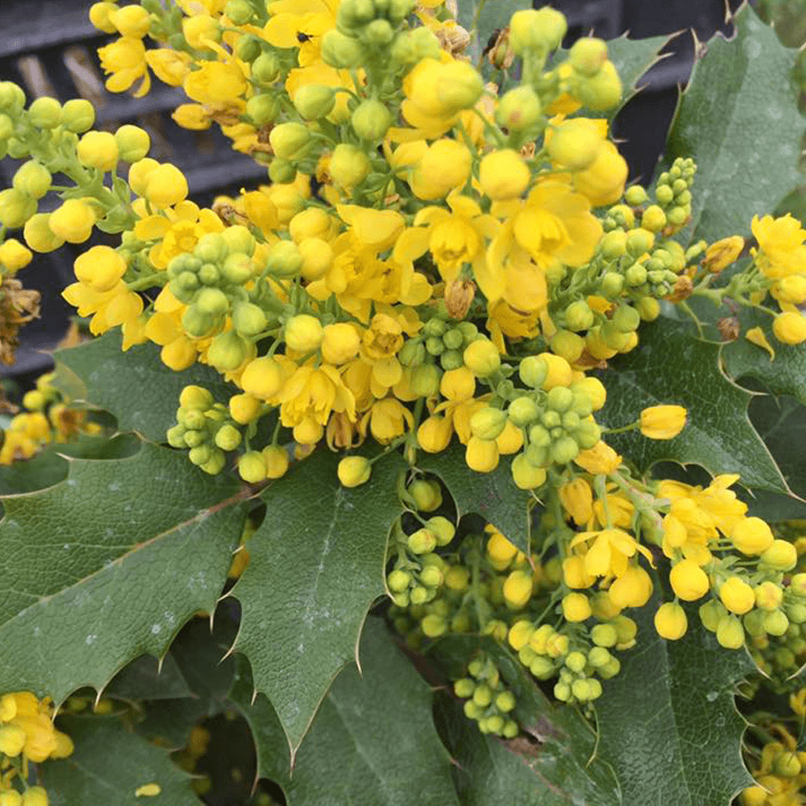 Mahonia aquifolium 'Apollo' – Mahónia