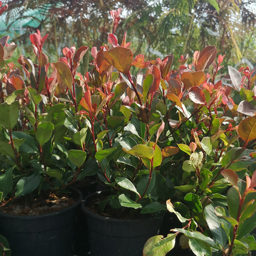 Photinia fraseri 'Little Red Robin' - Törpe vörös korallberkenye