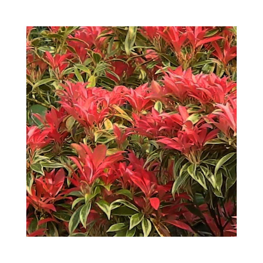 Pieris japonica 'Variegata' – Babérhanga