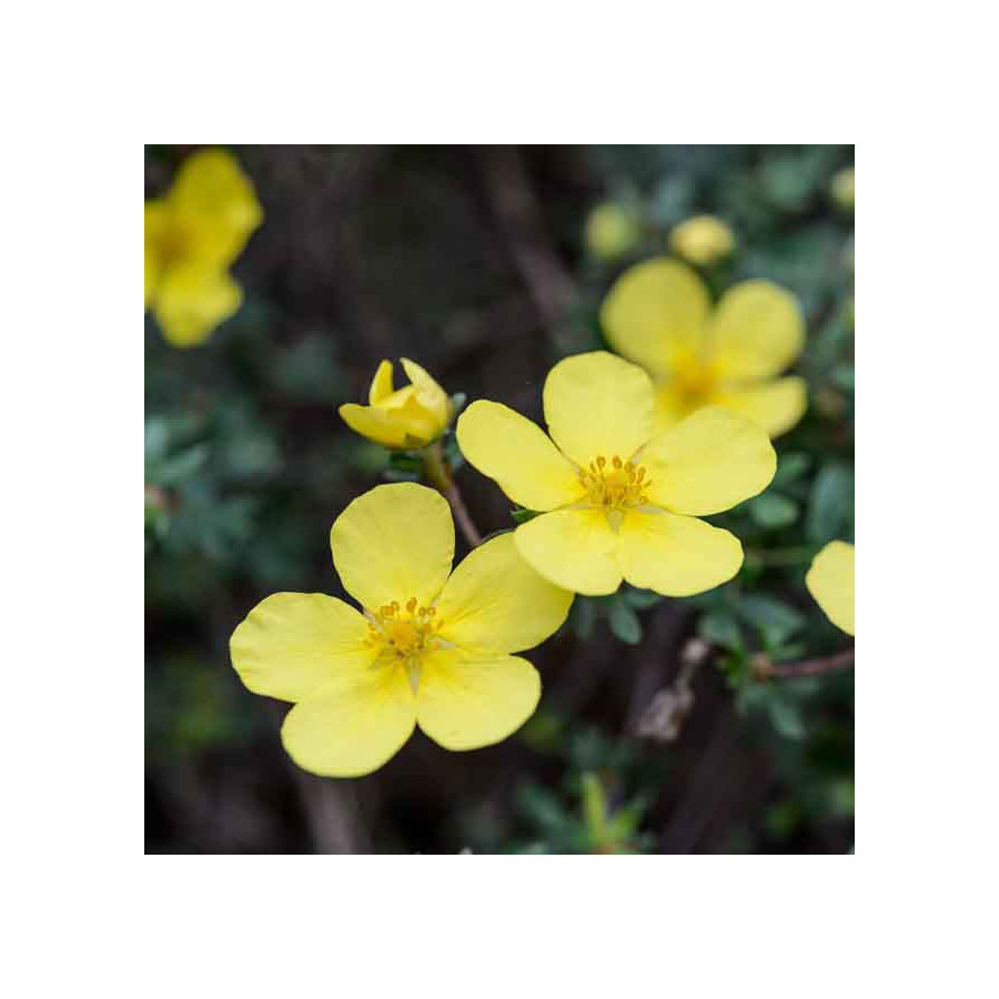 Potentilla fruticosa 'Elizabeth' – Cserjés pimpó