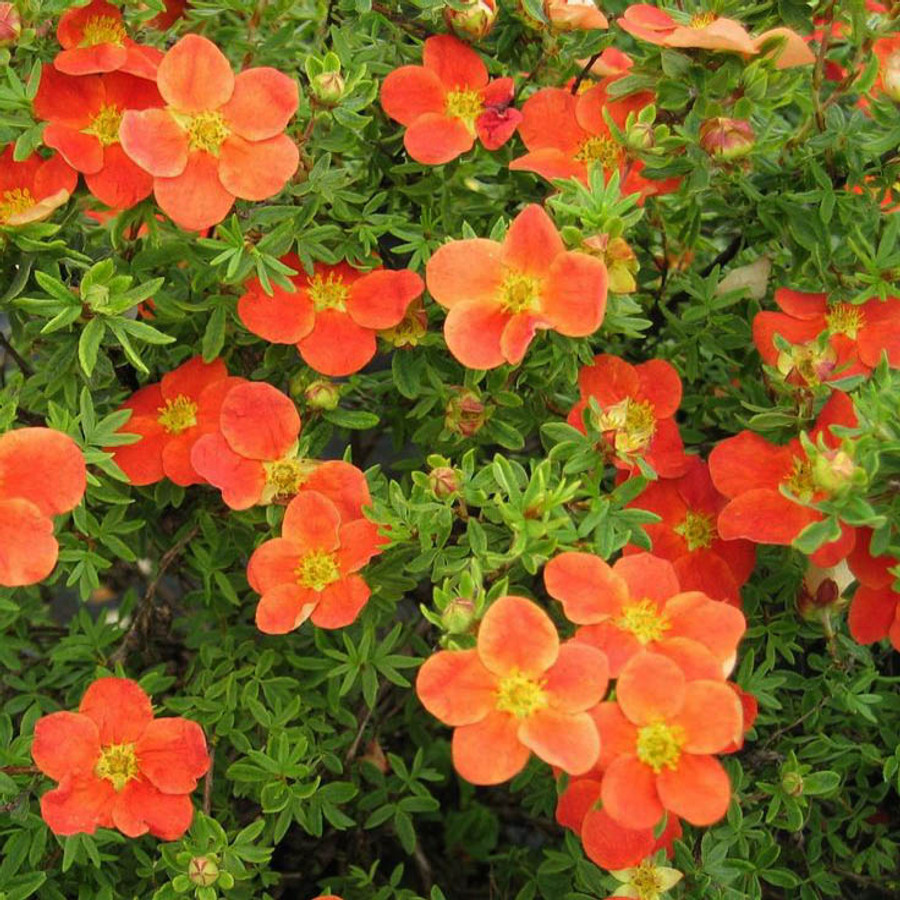 Potentilla fruticosa 'Marian Red Robin' – Narancsos-piros virágú ...