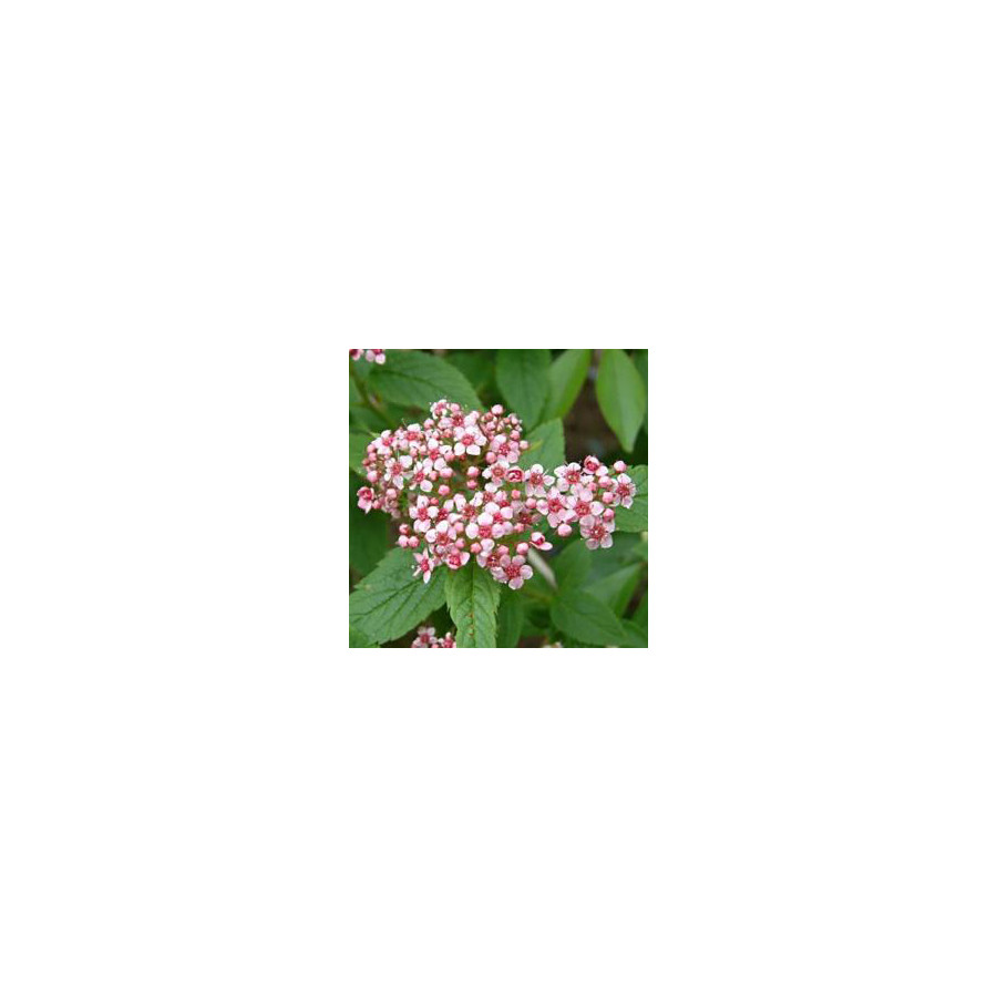 Spiraea bella – Gyöngyvessző