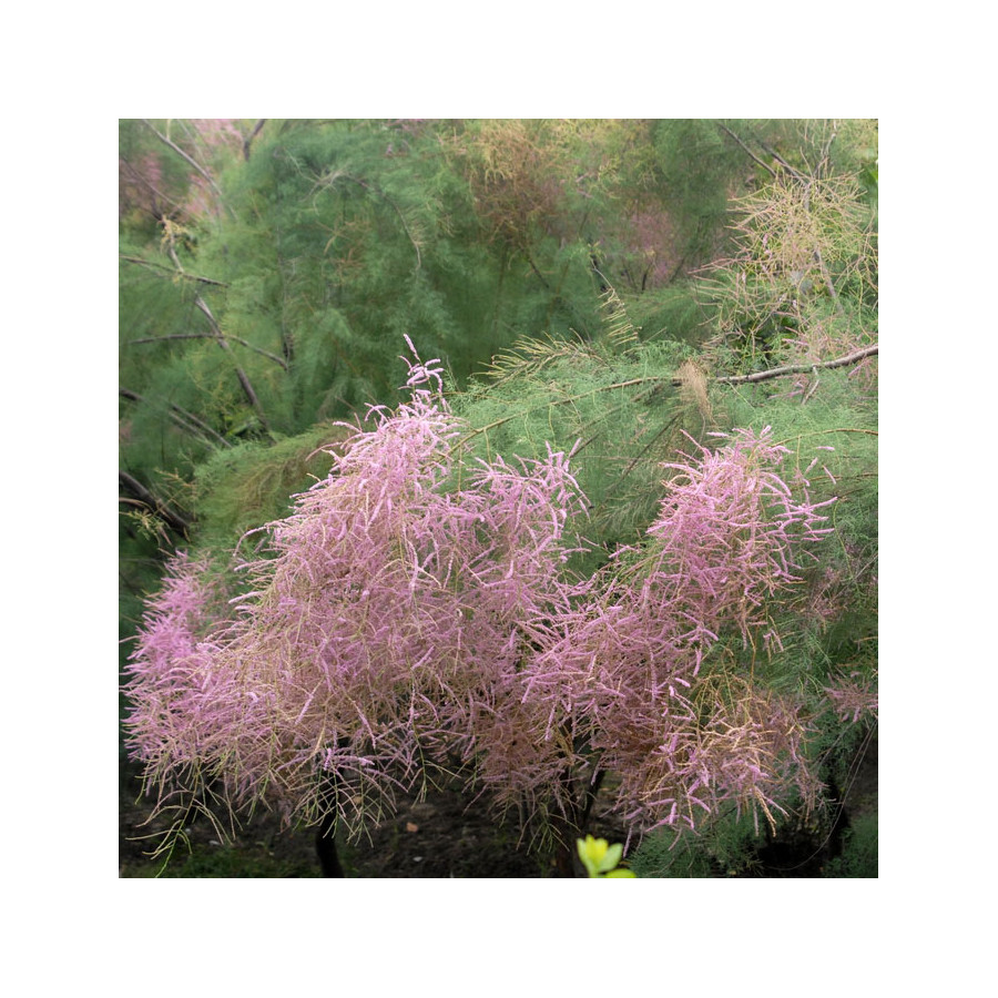 Tamarix ramosissima – Szürke tamariska