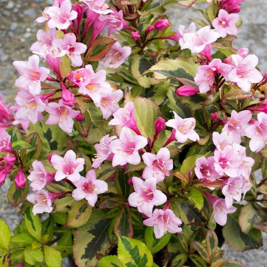 Weigela florida 'Magical Rainbow' – Rózsaszín-sárga tarka lombú, törpe rózsalonc