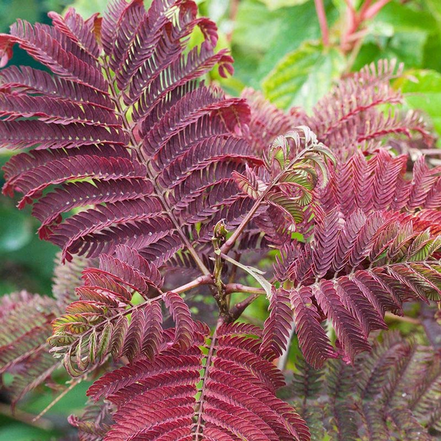 Albizia julibrissin 'Evey's Pride' (syn.: 'Evi's Pride', 'Evy's Pride ...