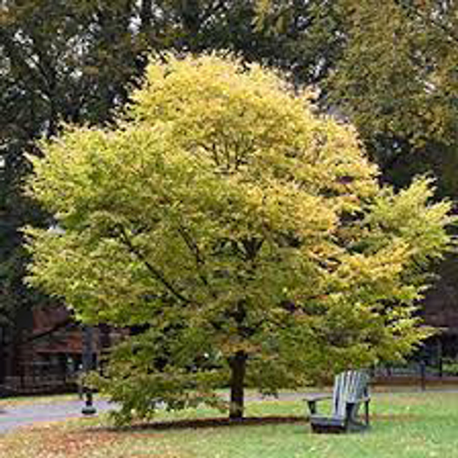 Carpinus betulus 'Pinocchio' – Közönséges gyertyán