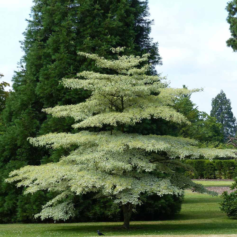 Cornus controversa 'Variegata' – Emeletes som