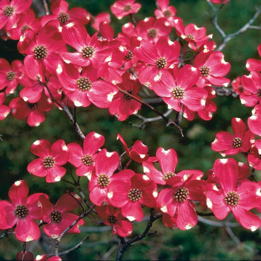 Cornus florida 'Cherokee Brave' – Virágos som