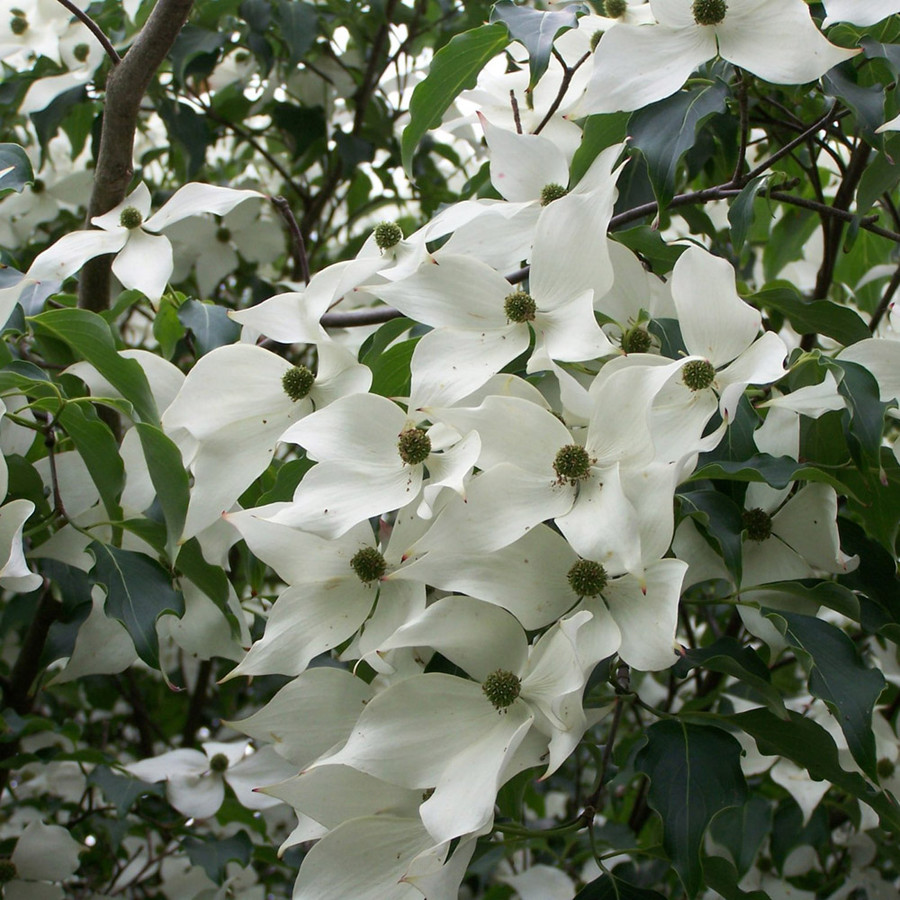 Cornus kousa 'Weisse Fontäne' – Csillagsom