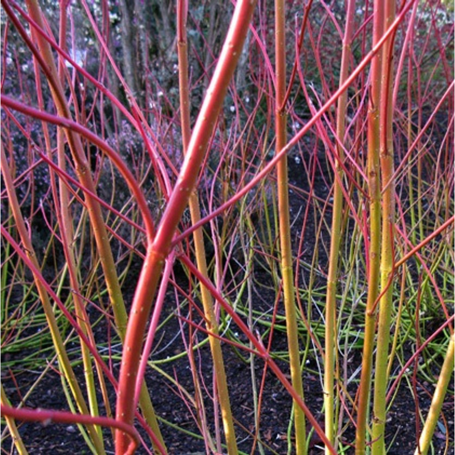 Cornus stolonifera 'Cardinal' – Som