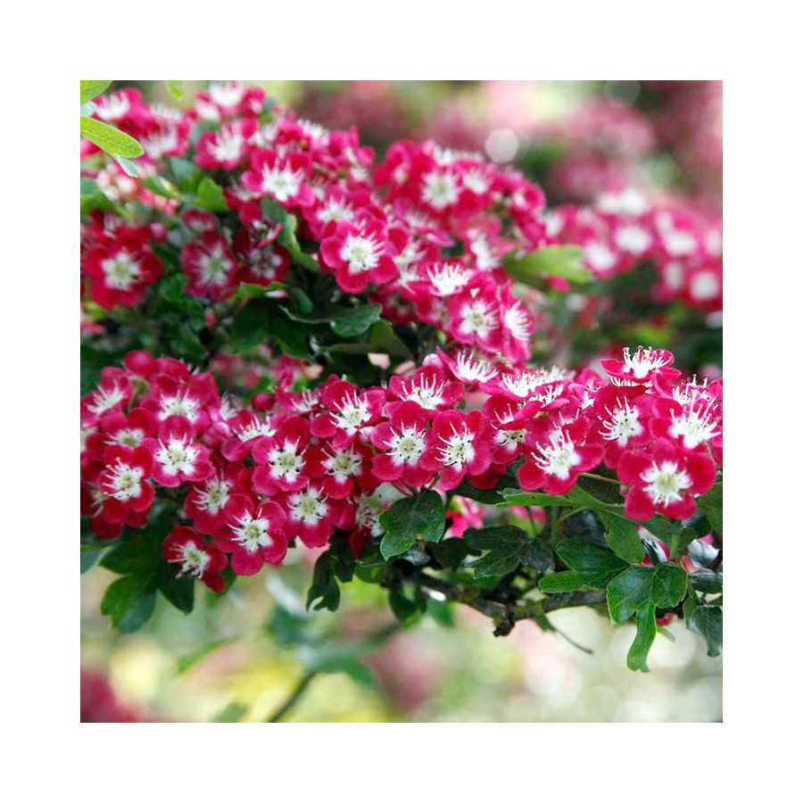 Crataegus laevigata 'Crimson Cloud' - Díszgalagonya
