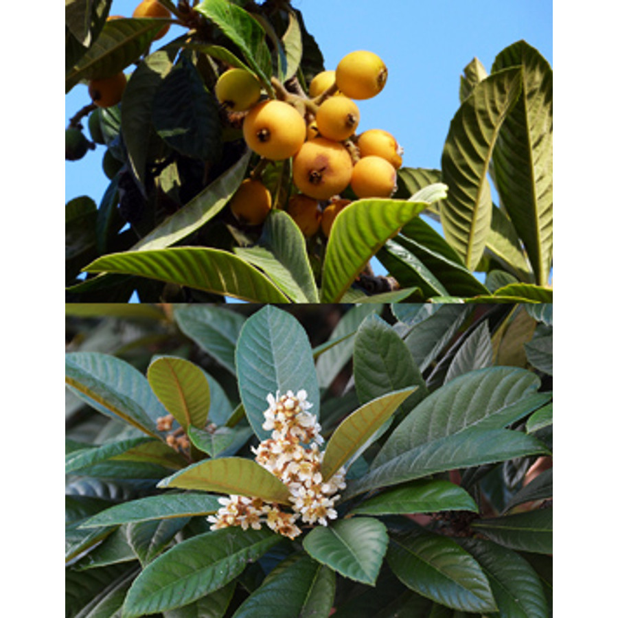 Eriobotrya japonica – Japán naspolya