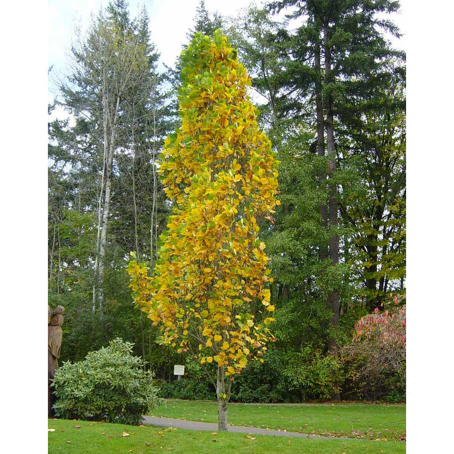 Liriodendron tulipifera 'Fastigiata' - Oszlopos tulipánfa
