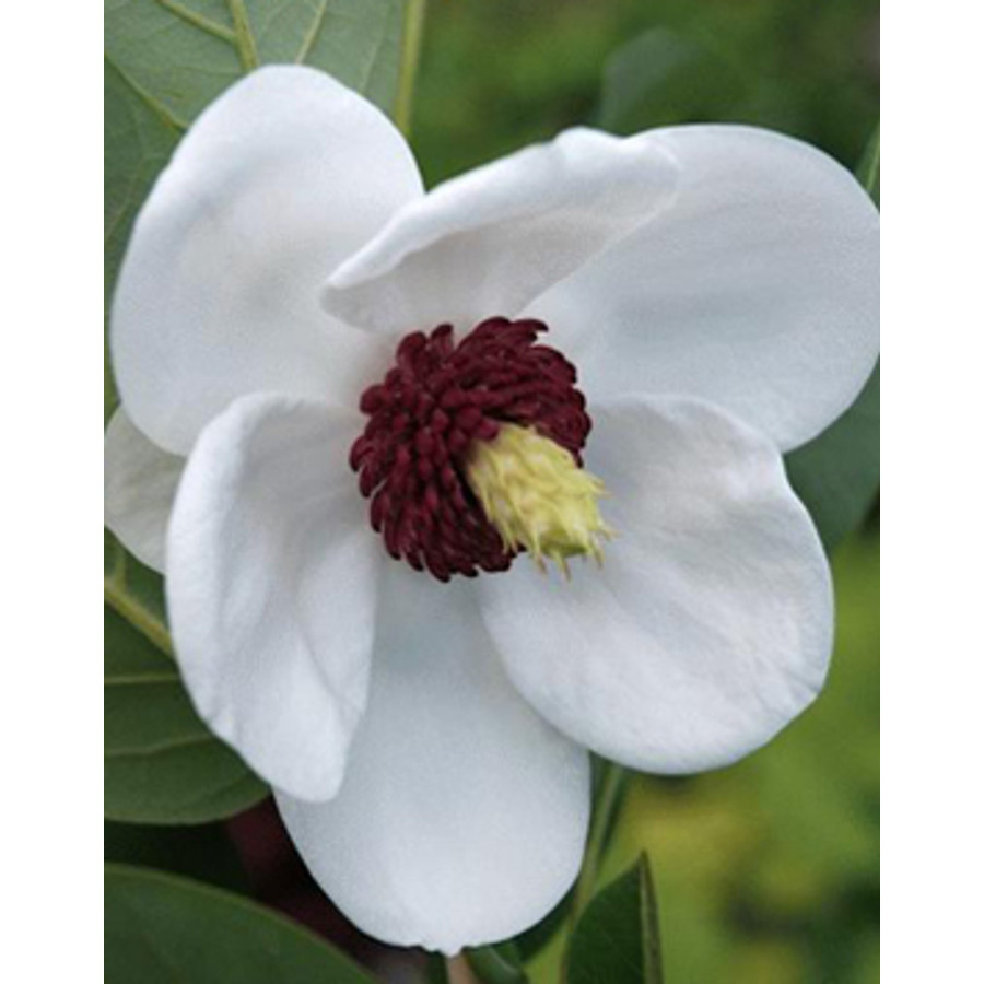 Magnolia sieboldii 'Colossus' – Oyama liliomfa oltvány