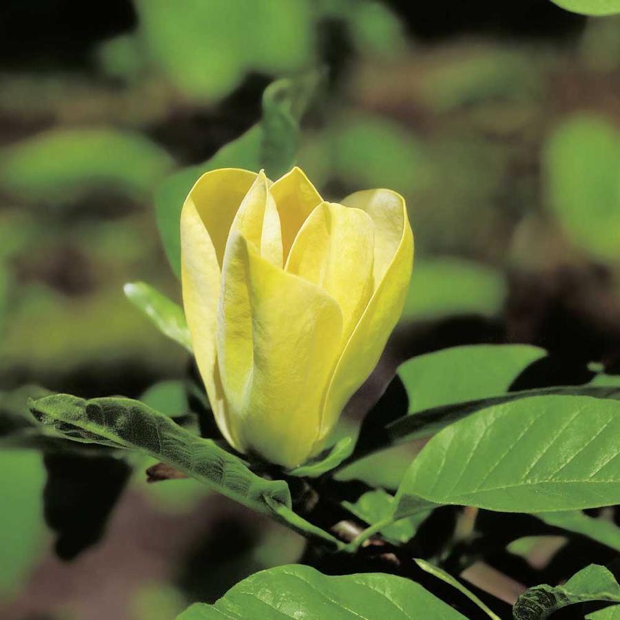 Magnolia 'Yellow Joy' – Liliomfa