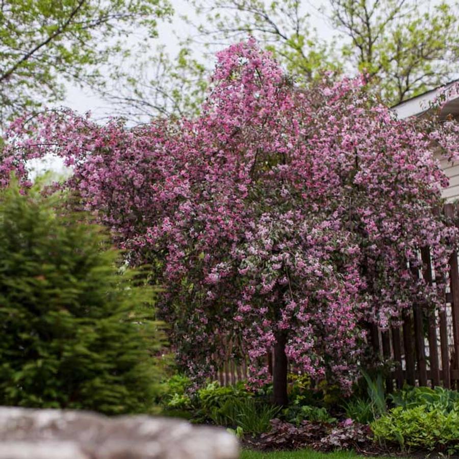 Malus 'Ruby Tears' – Díszalma