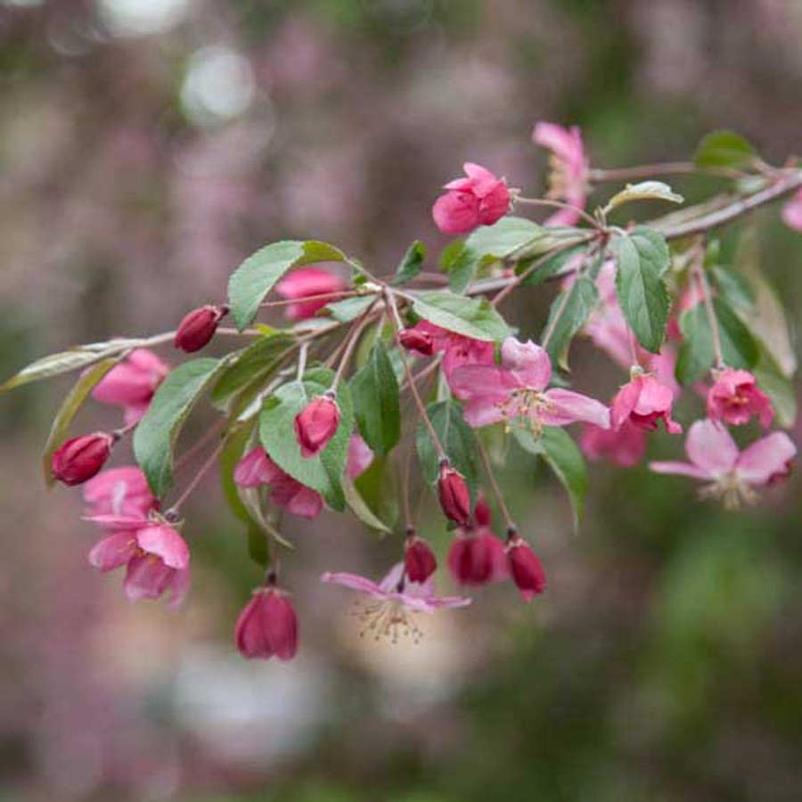 Malus 'Ruby Tears' – Díszalma