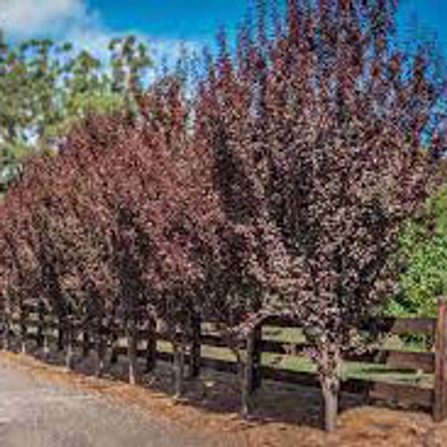 Prunus cerasifera 'Oakville Crimson Spire' – Vérszilva